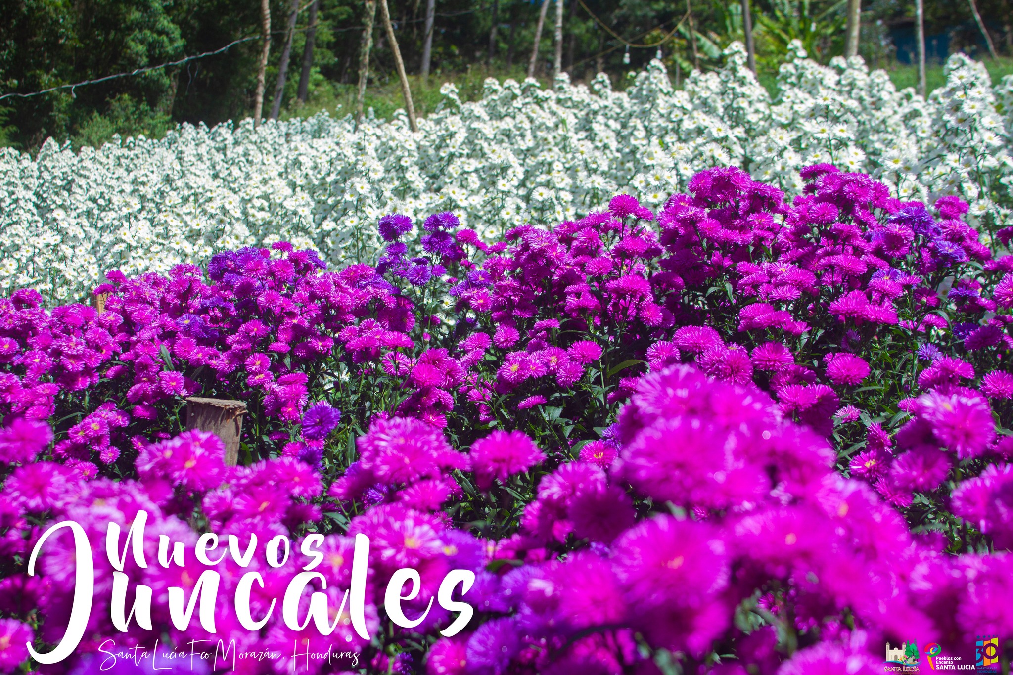 ACTIVIDADES REALIZADAS EN EL FESTIVAL DE LAS FLORES EN EL MUNICIPIO DE SANTA LUCIA, FRANCISCO ...